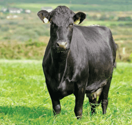 Top 10 FASCINATING FACTS about the Kerry cow you didn’t know