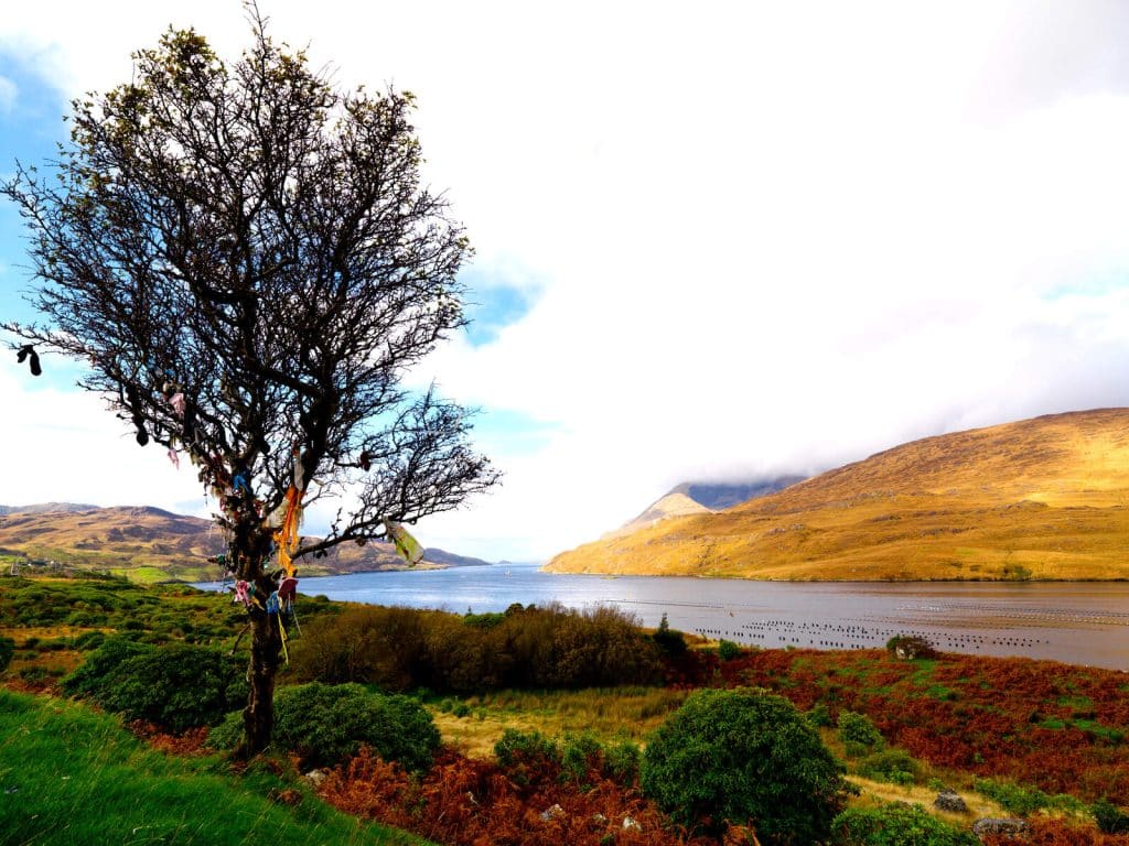 Irish FAIRY TREES: why they are so SACRED (full explanation)