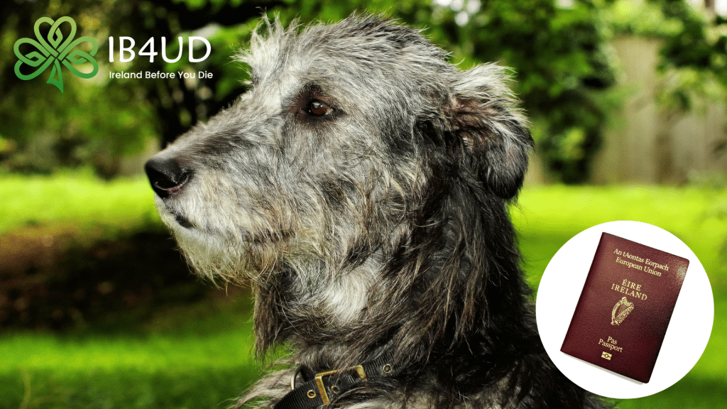 Irish wolfhound chosen as key feature for Irish passport redesign