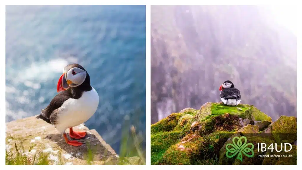 Ireland’s Puffin Season Has Arrived – Here's How To Spot Them