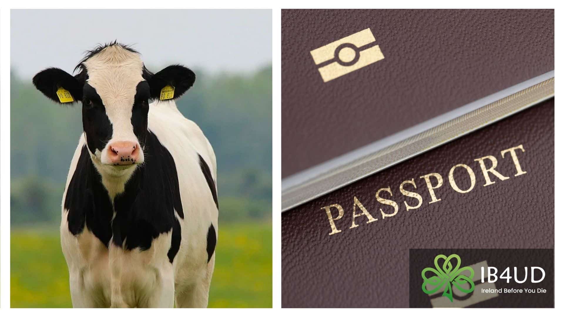 The Unusual Reason Every Cow In Ireland Has A Passport